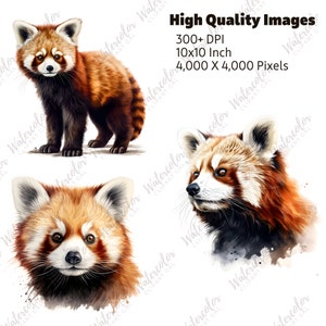 Red Panda Clipart Watercolor Bundle | Red Panda PNG | Cute Animal ...