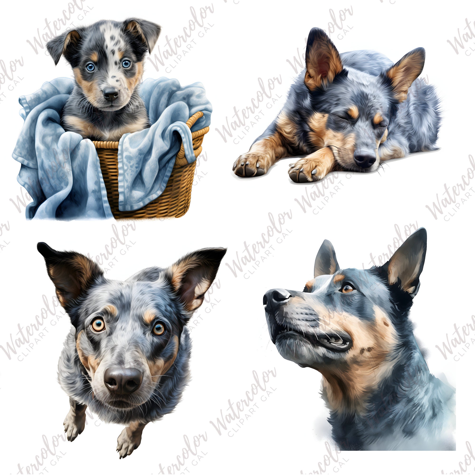 Blue Heeler Clipart Watercolor Bundle | Dog Portrait | Blue Heeler PNG ...