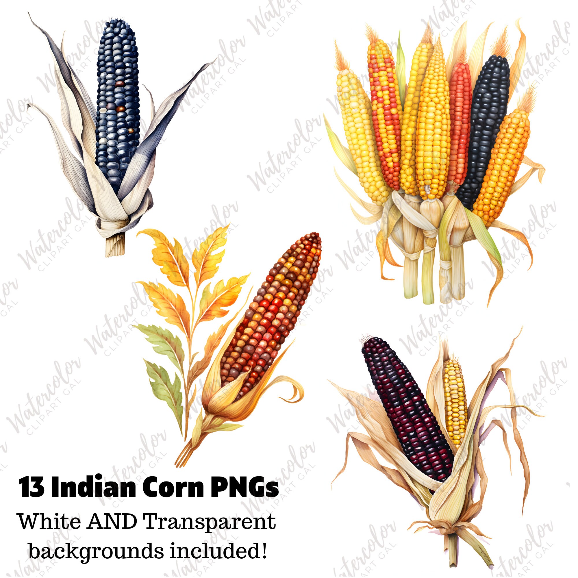 Autumn Fall Farm Indian Corn PNG Watercolor Bundle Flint Corn Seasonal ...
