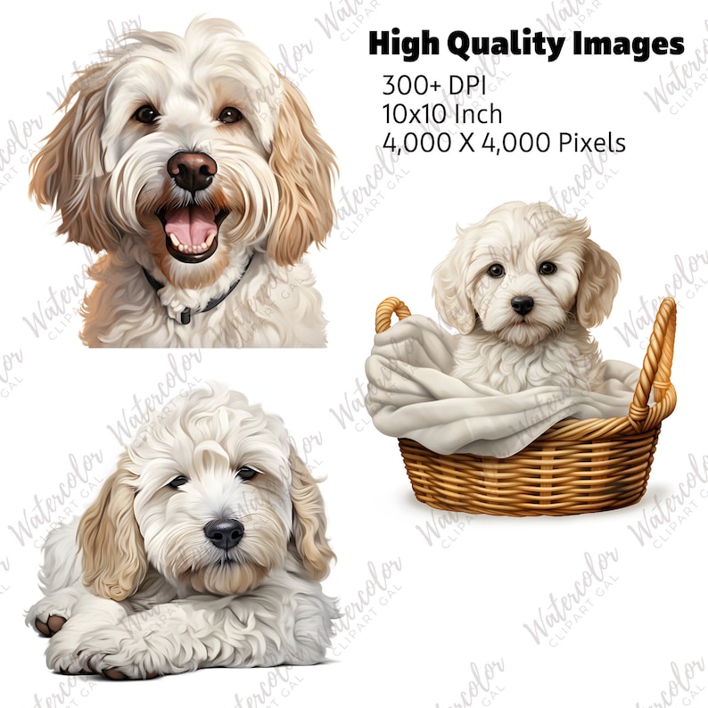 White Cockapoo Clipart Watercolor Bundle | Dog Portrait | Cockapoo PNG ...
