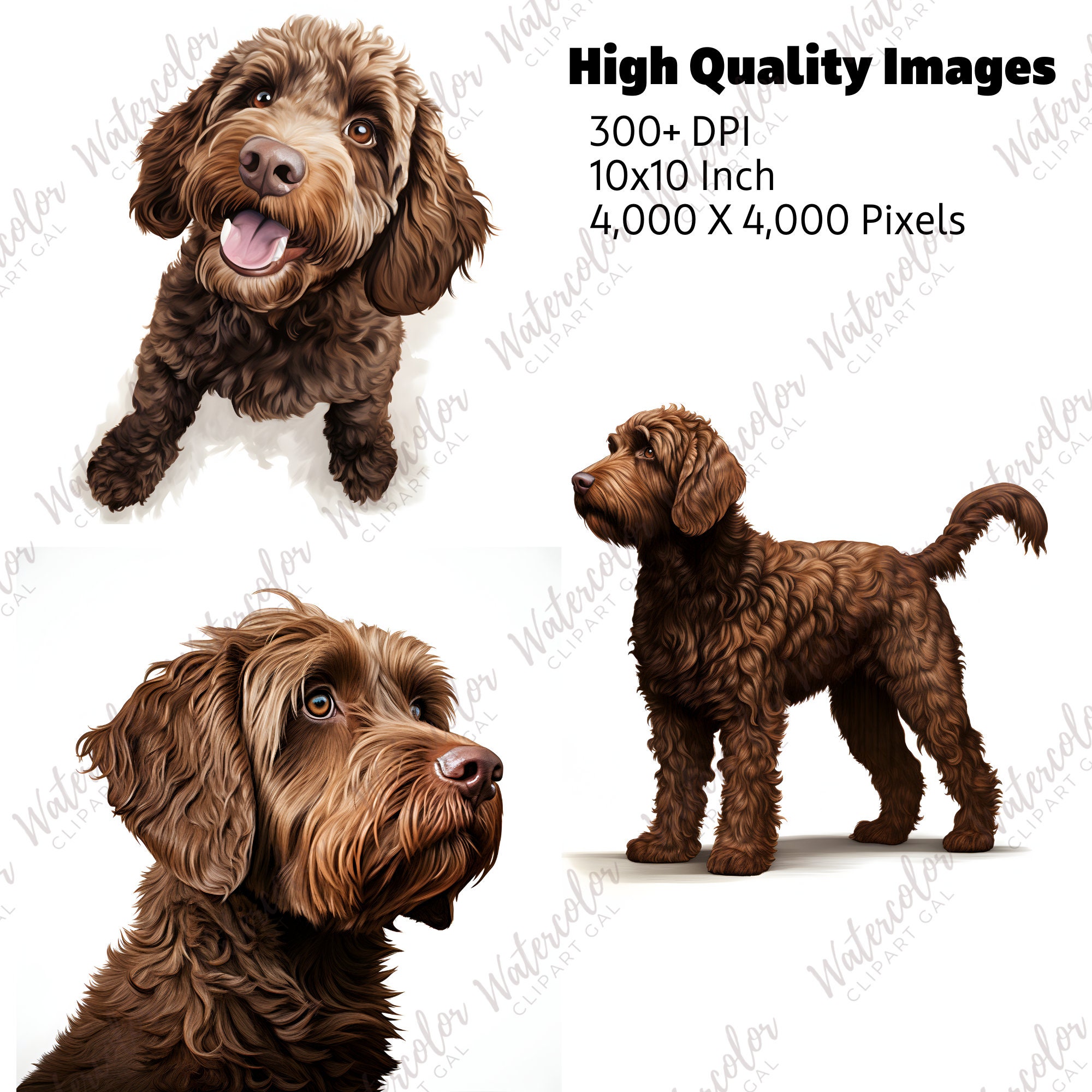 Chocolate Labradoodle Clipart Watercolor Bundle Dog Portrait ...