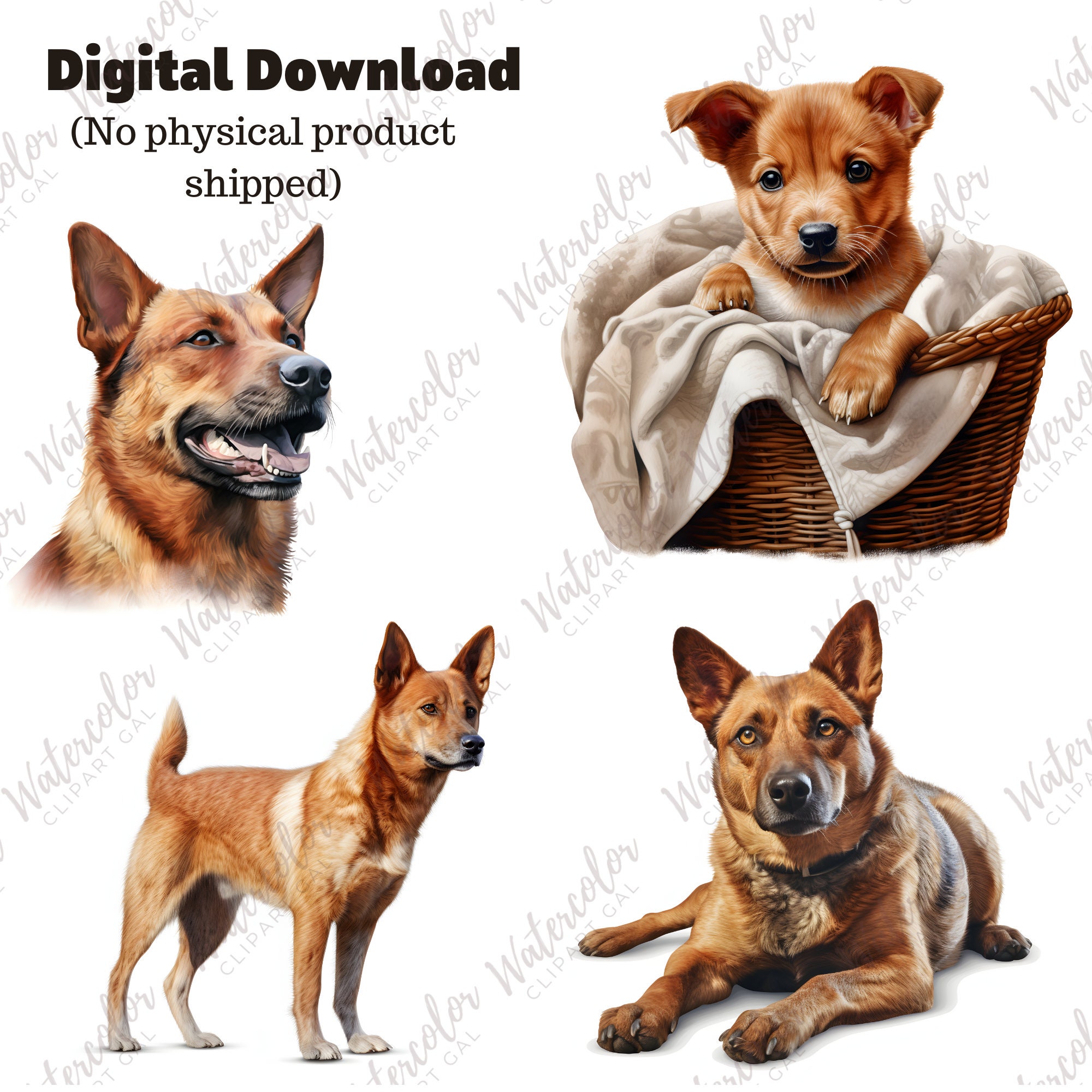 Red Heeler Clipart Watercolor Bundle Dog Portrait Red Heeler PNG Dog ...