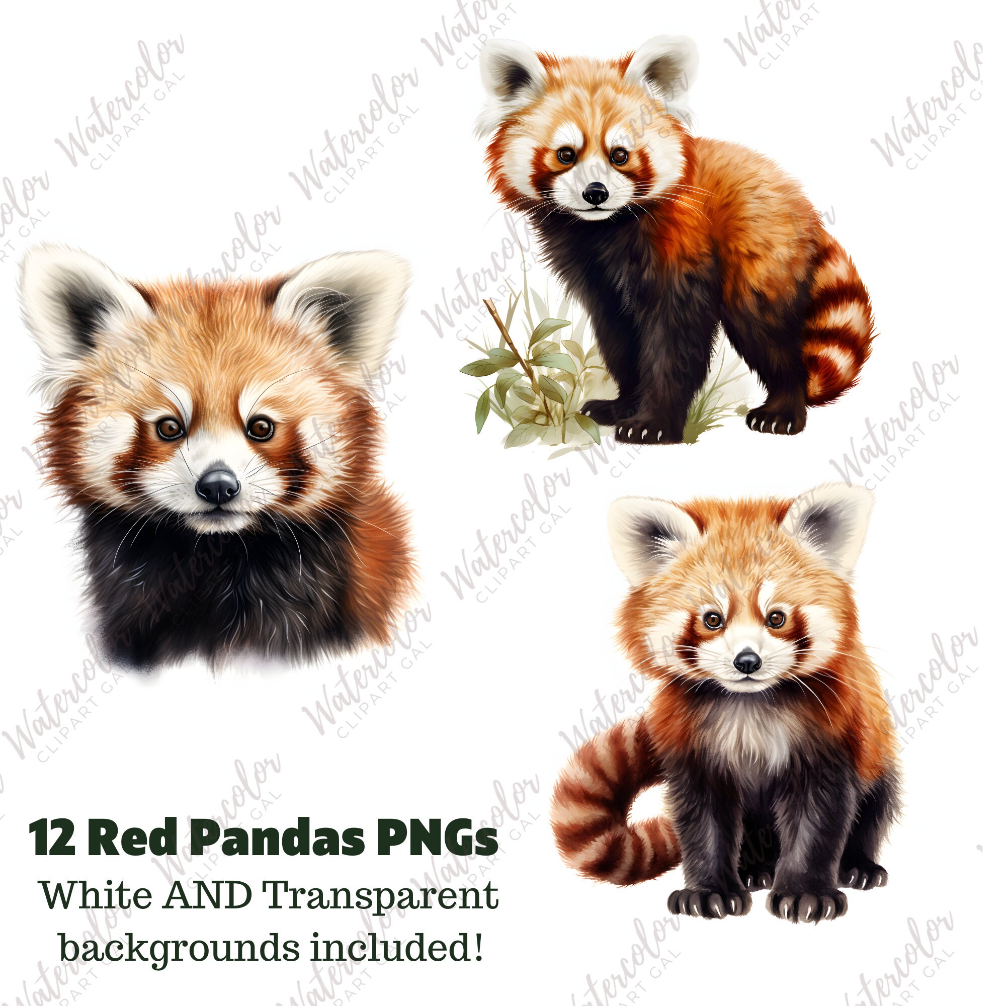Red Panda Clipart Watercolor Bundle Red Panda PNG Cute - Etsy