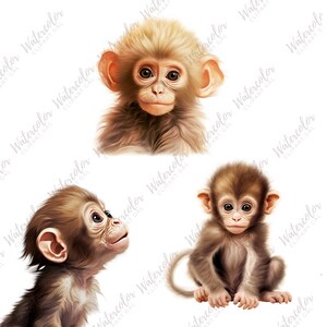 Baby Monkey PNG Clipart Watercolor Bundle | Baby Animals Clipart | Baby ...