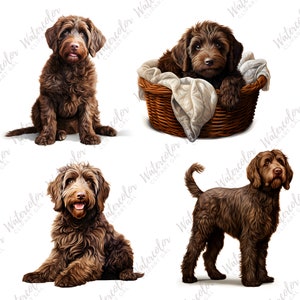 Chocolate Labradoodle Clipart Watercolor Bundle | Dog Portrait ...