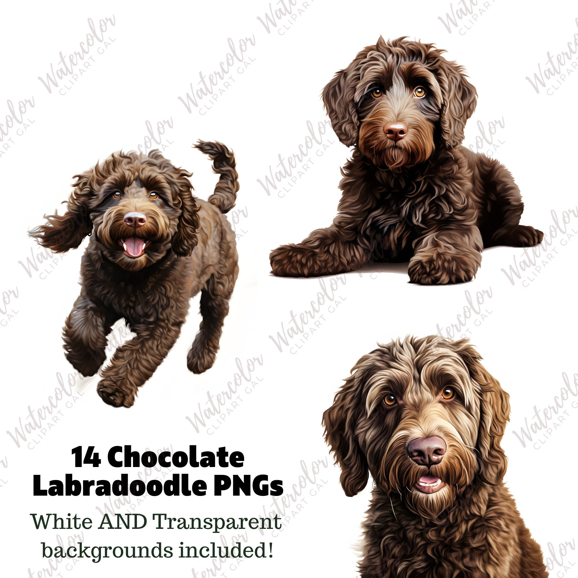 Chocolate Labradoodle Clipart Watercolor Bundle Dog Portrait ...