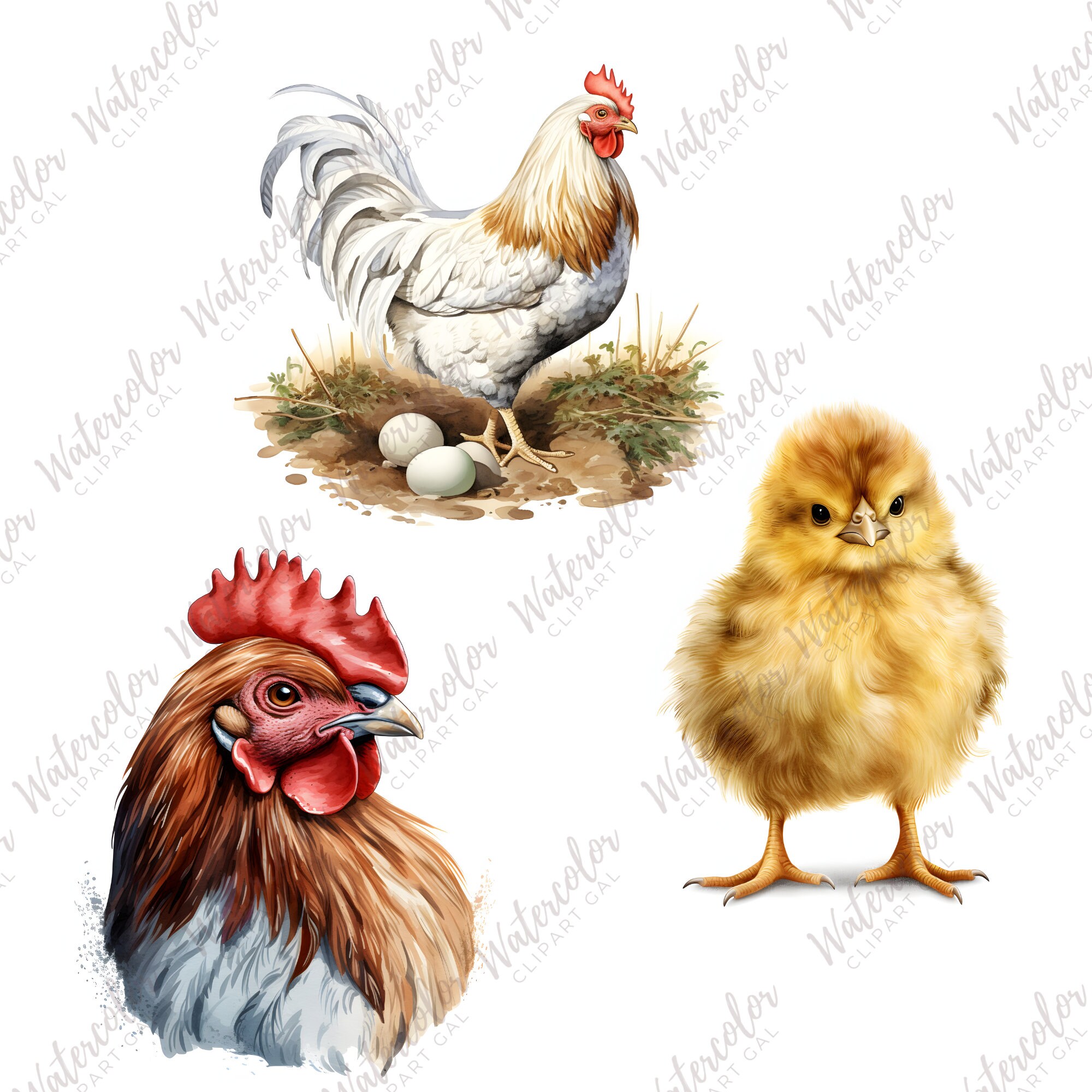 Chicken Clipart Watercolor Bundle Chicken PNG Baby Farm - Etsy