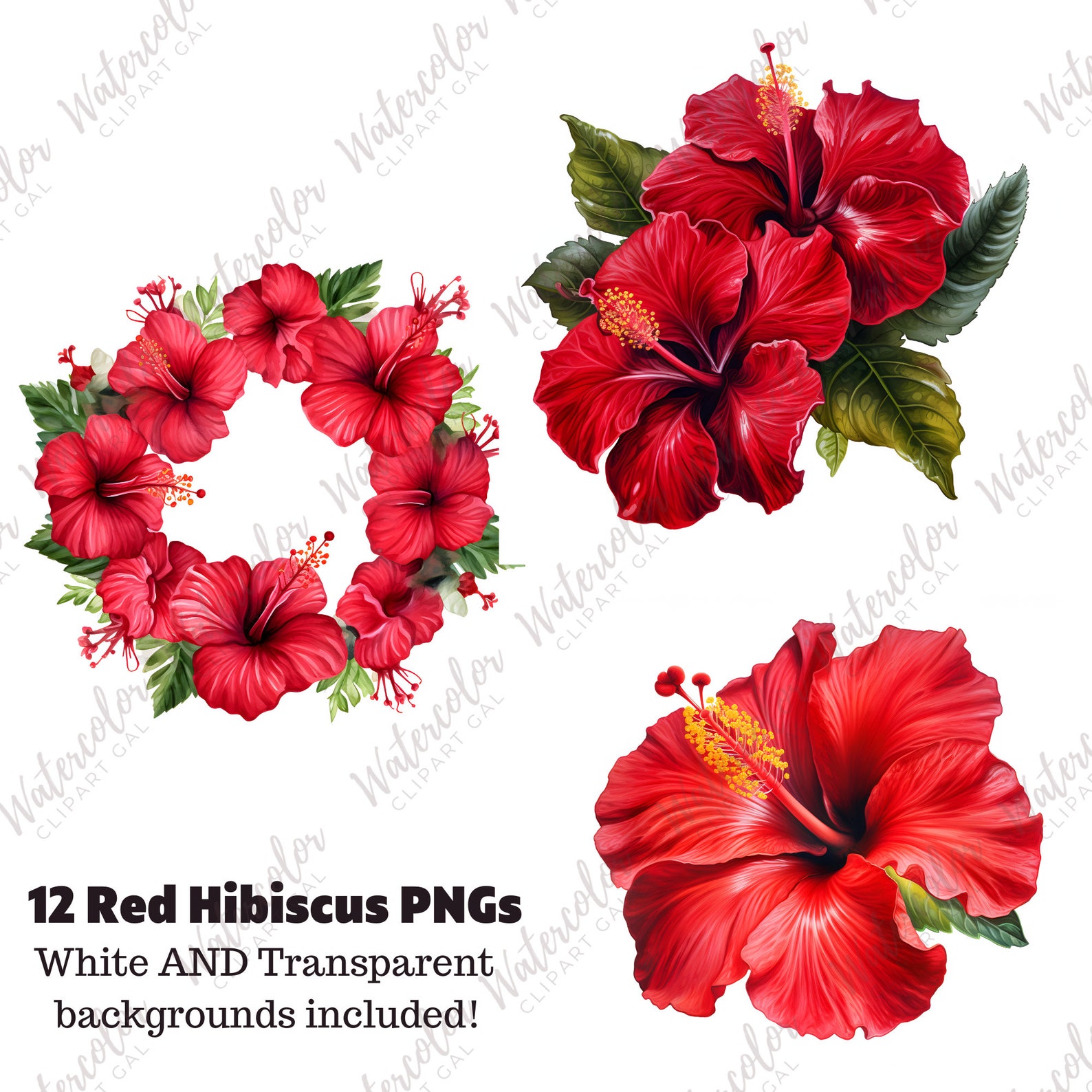 Red Hibiscus Flower Clipart PNG Watercolor Bundle Hibiscus Flower PNG ...