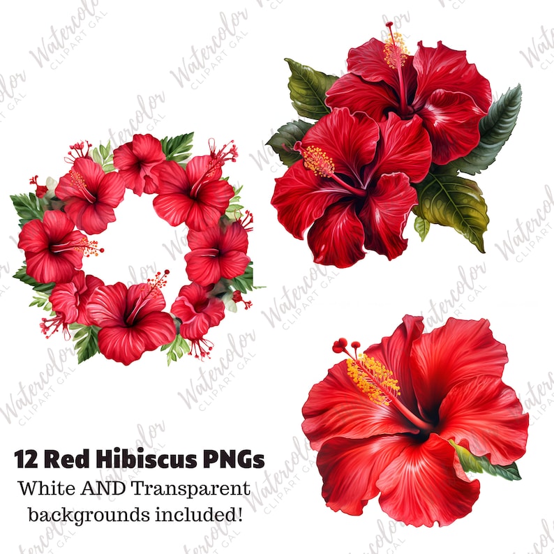 Red Hibiscus Flower Clipart PNG Watercolor Bundle Hibiscus Flower PNG ...