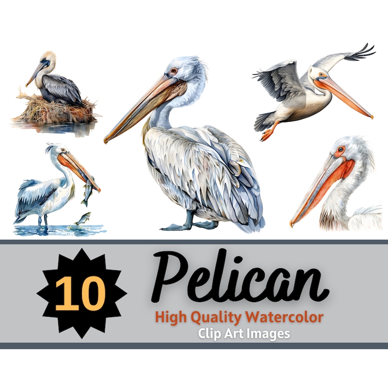 Colorful Pelicans - Etsy