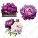 Purple Peony Clipart PNG Watercolor Bundle | Peonies PNG | Floral ...