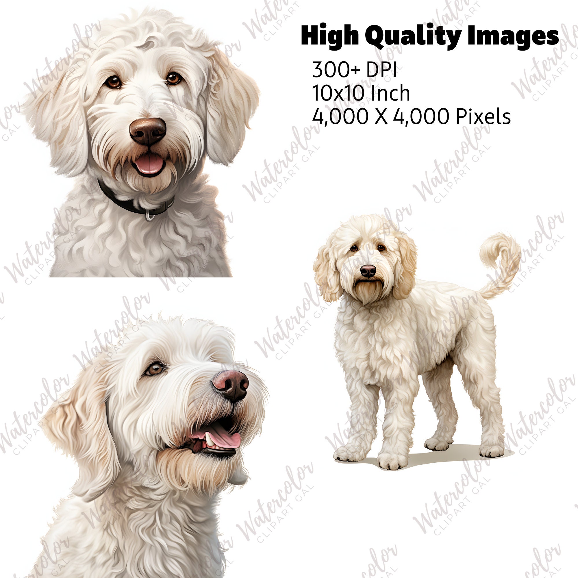 White Goldendoodle PNG Clipart Watercolor Bundle Dog Portrait Dog Lover ...