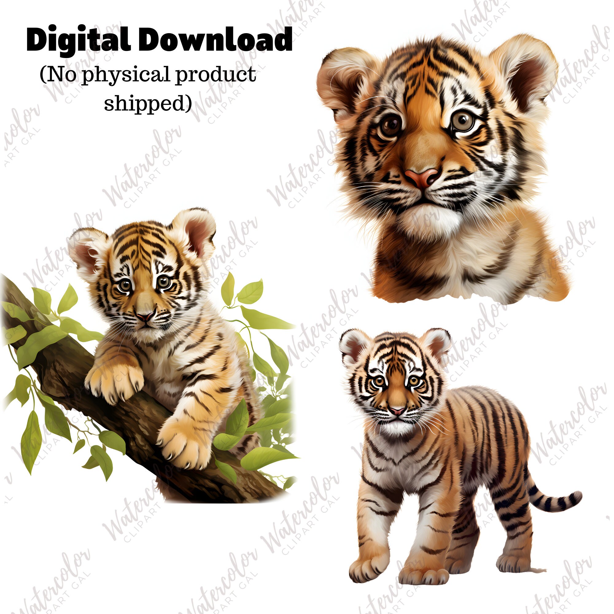 Baby Tiger PNG Clipart Watercolor Bundle Baby Animals - Etsy