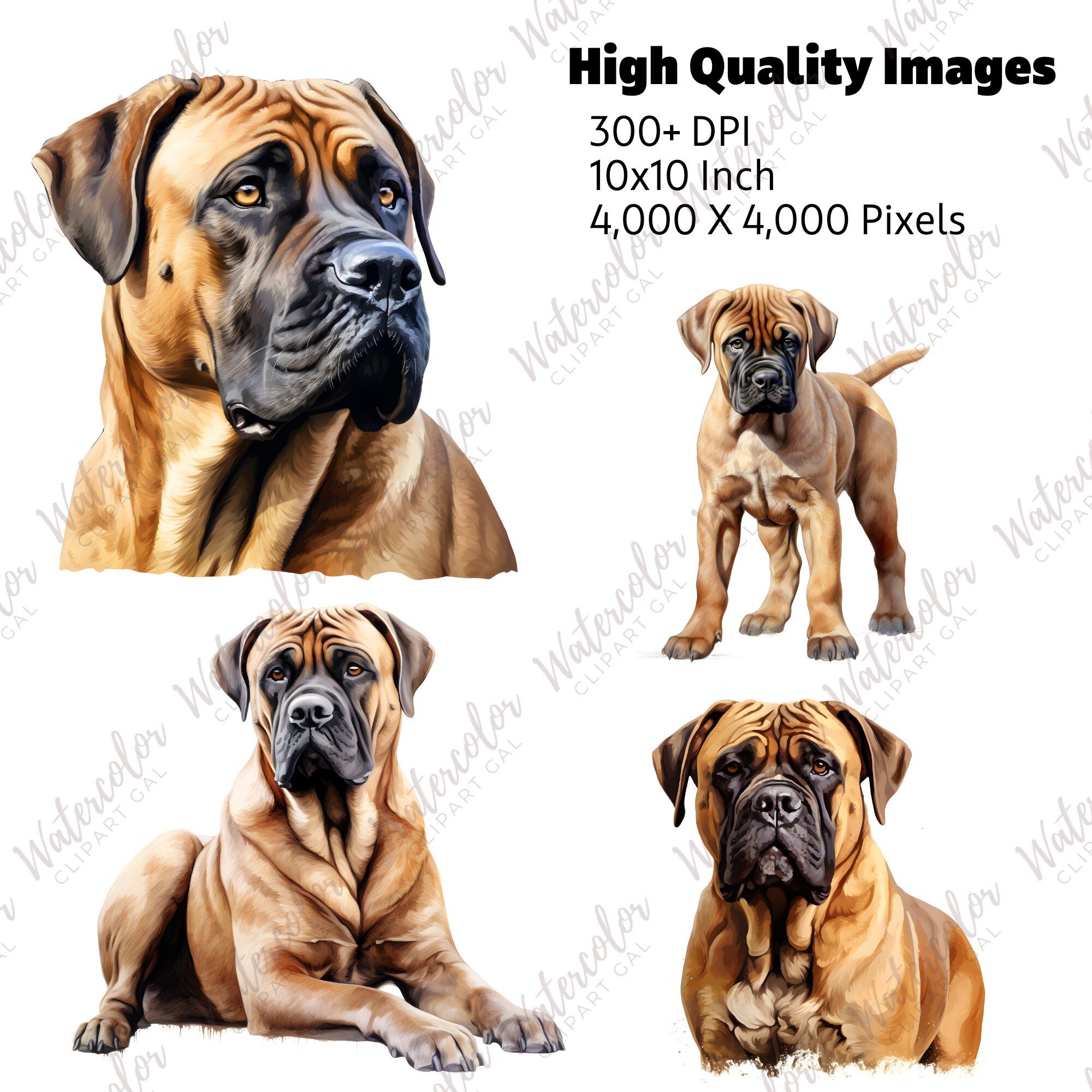Boerboel Clipart Watercolor Bundle | Dog Portrait | Boerboel PNG | Dog ...