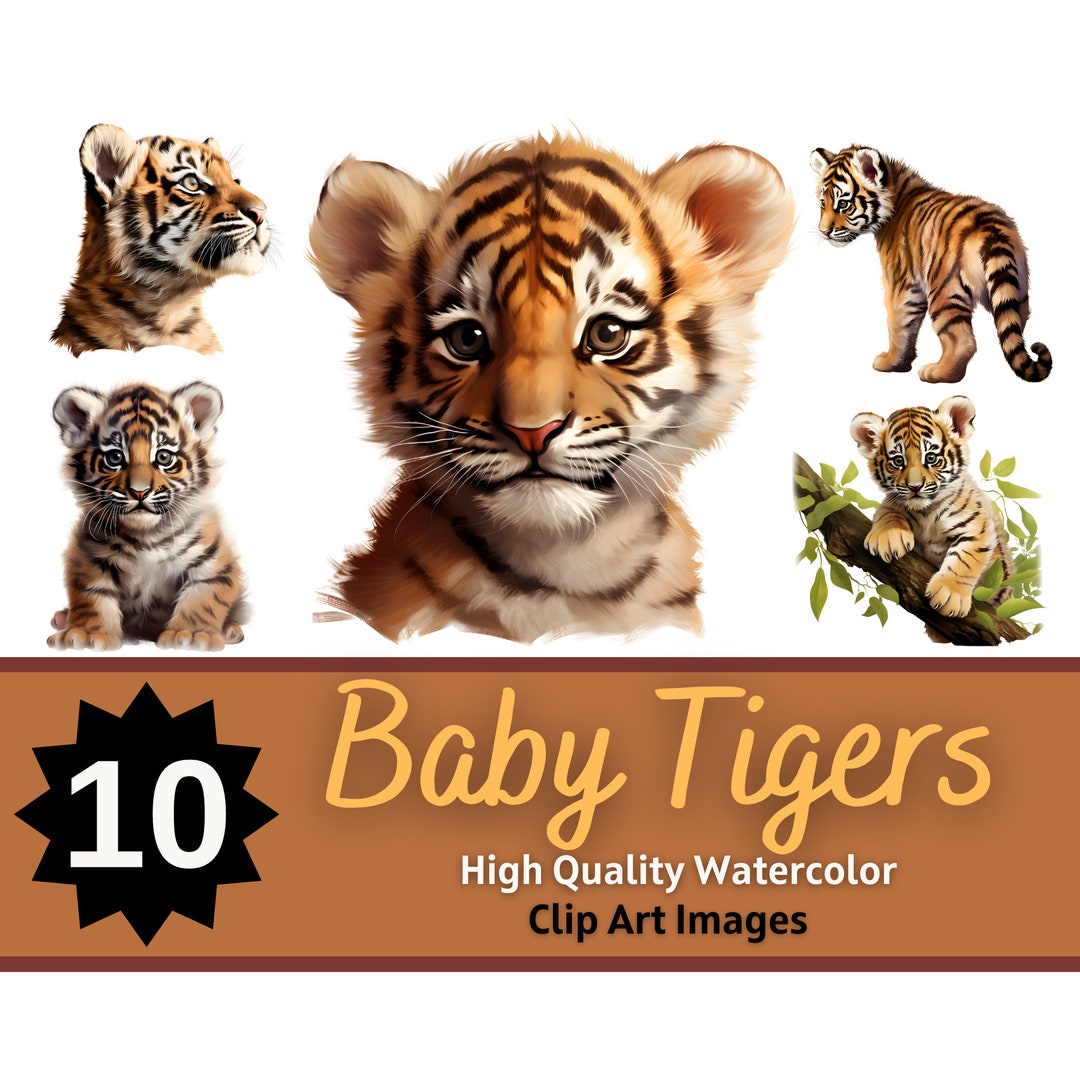 Baby Tiger PNG Clipart Watercolor Bundle | Baby Animals Clipart | Baby ...