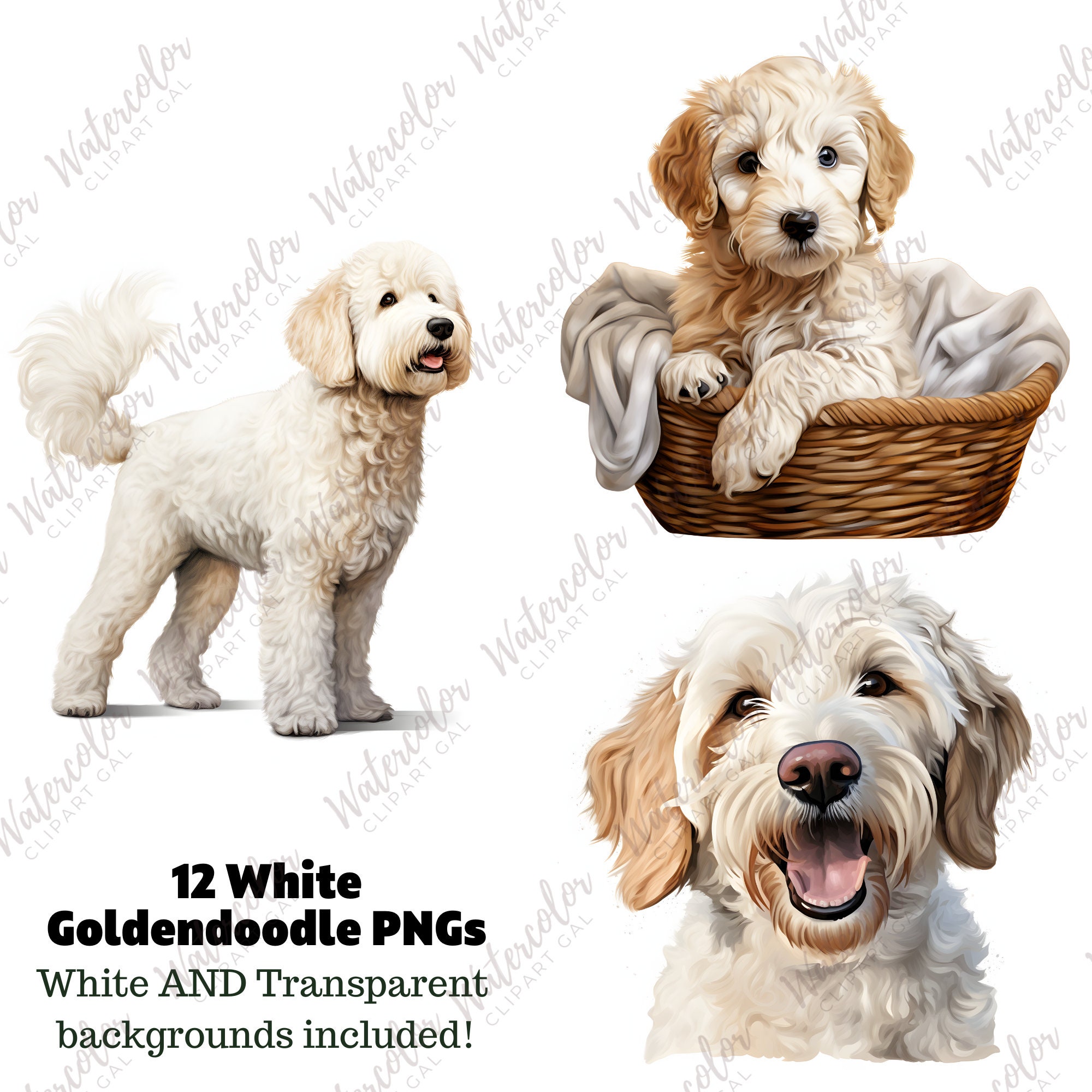 White Goldendoodle PNG Clipart Watercolor Bundle Dog Portrait Dog Lover ...