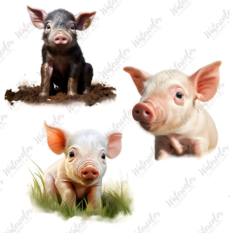 Baby Pig Clipart Watercolor Bundle Baby Pig PNG Baby Animals Clipart ...