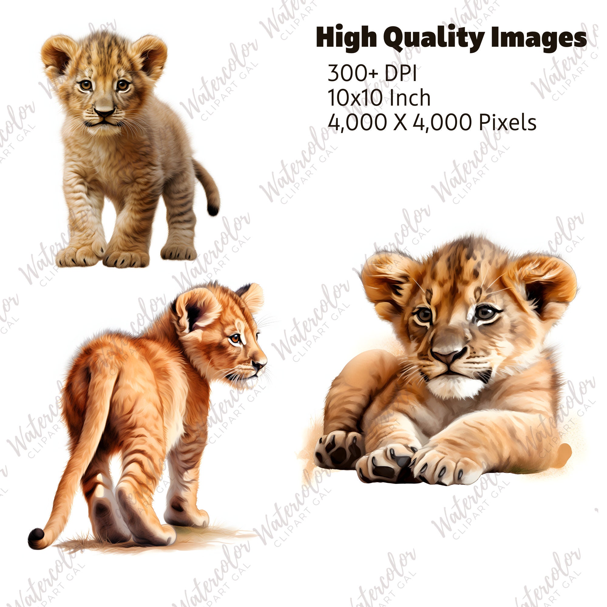 Baby Lion Clipart PNG Watercolor Bundle Baby Animals Clipart - Etsy