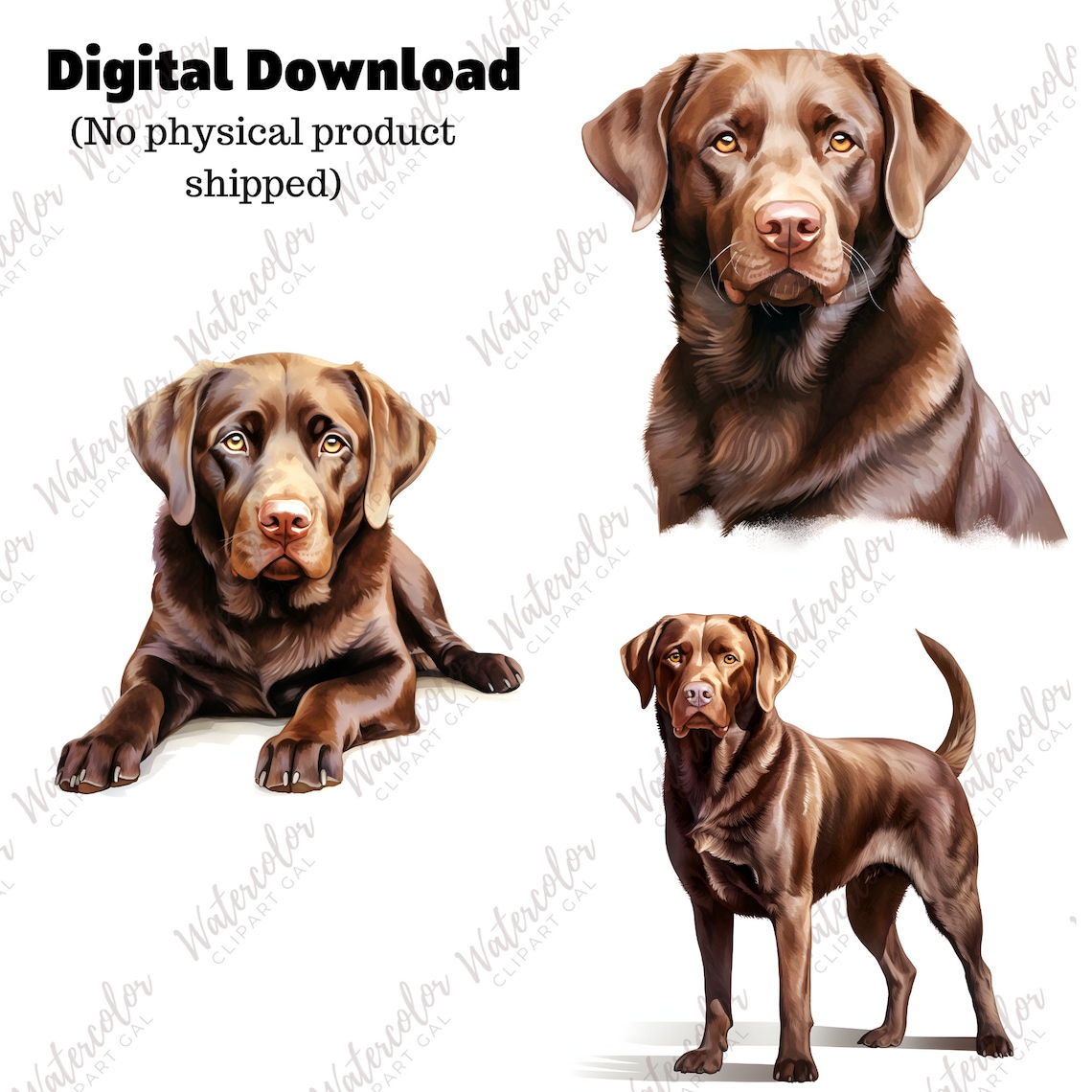 Chocolate Labrador Clipart Watercolor Bundle | Dog Portrait | Chocolate ...