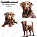Chocolate Labrador Clipart Watercolor Bundle | Dog Portrait | Chocolate ...