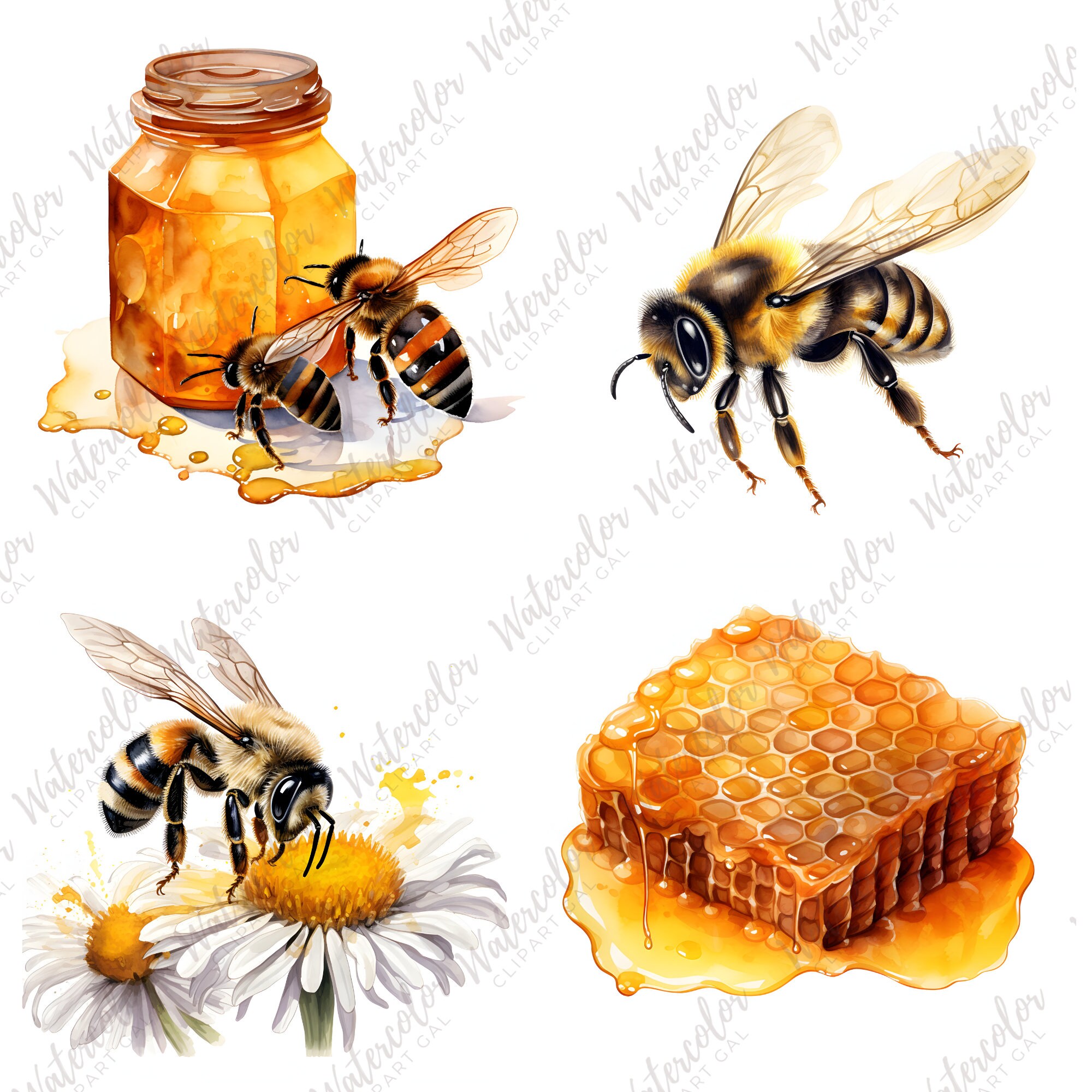 Honeybee Clipart PNG Watercolor Bundle Bumblebee Clipart Insect Clipart ...