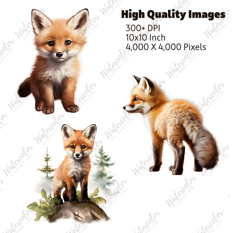 Baby Fox Clipart PNG Watercolor Bundle Baby Animals Clipart Woodland ...