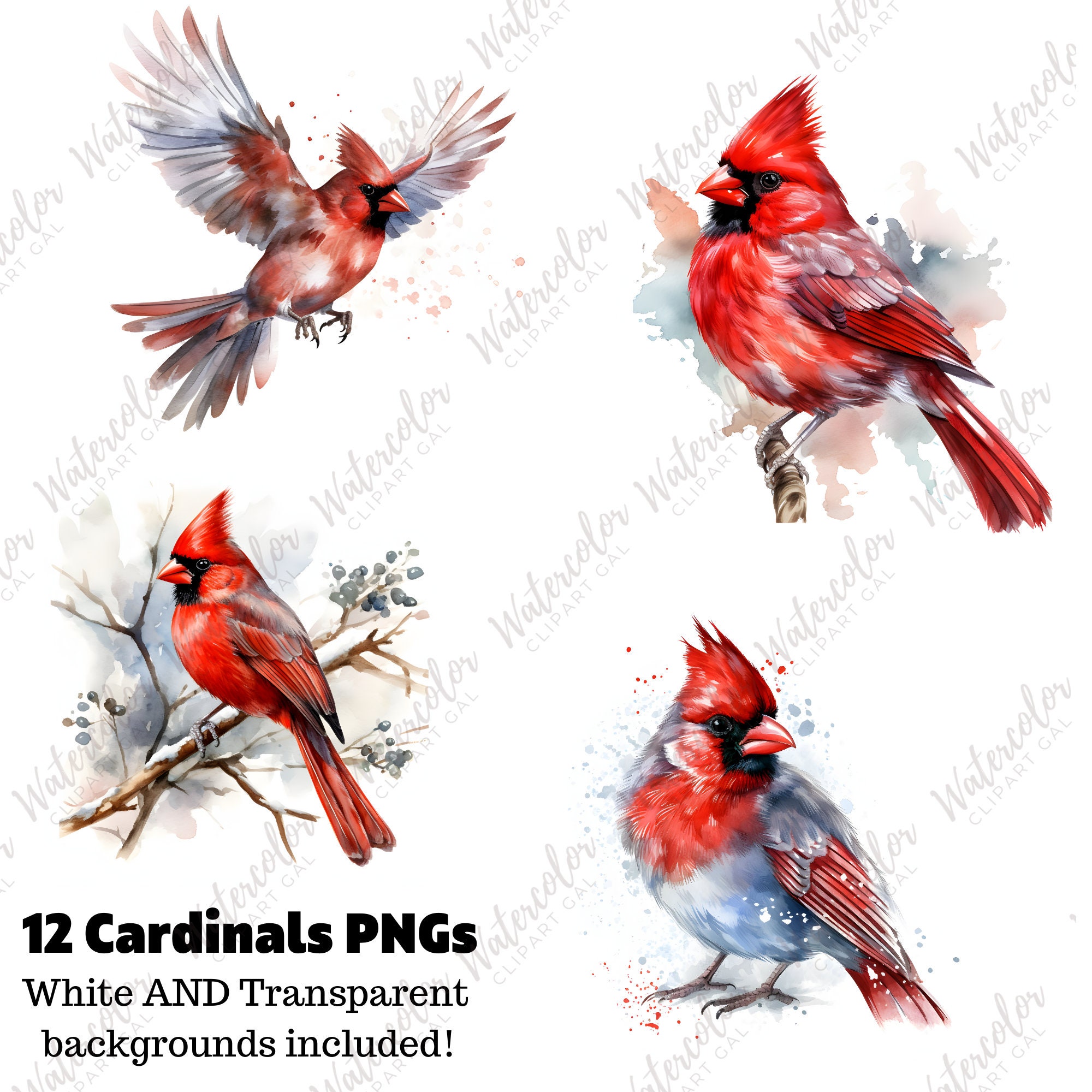 Red Cardinal Clipart PNG Bundle Red Cardinal Bird Watercolor - Etsy