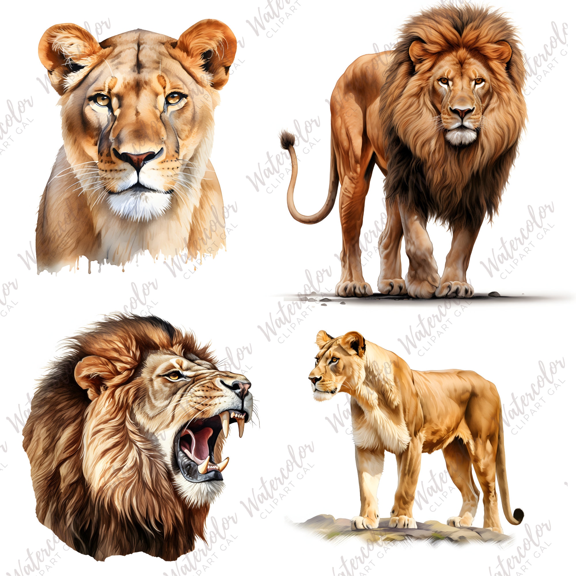 Lion Clipart Watercolor Bundle Safari Animal PNG Lioness PNG Clipart ...