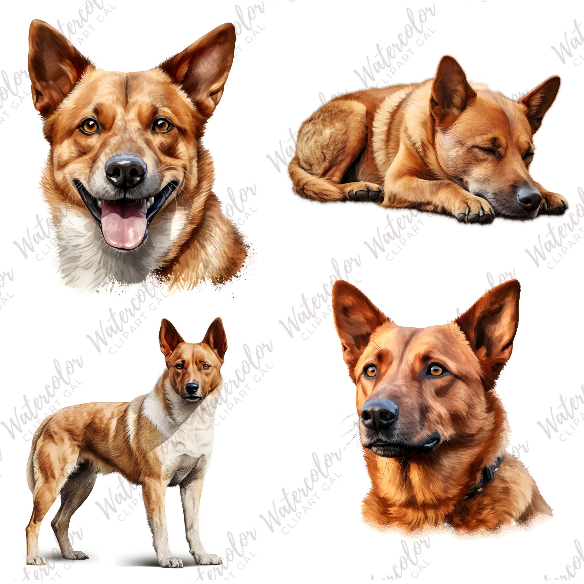 Red Heeler Clipart Watercolor Bundle Dog Portrait Red Heeler PNG Dog ...