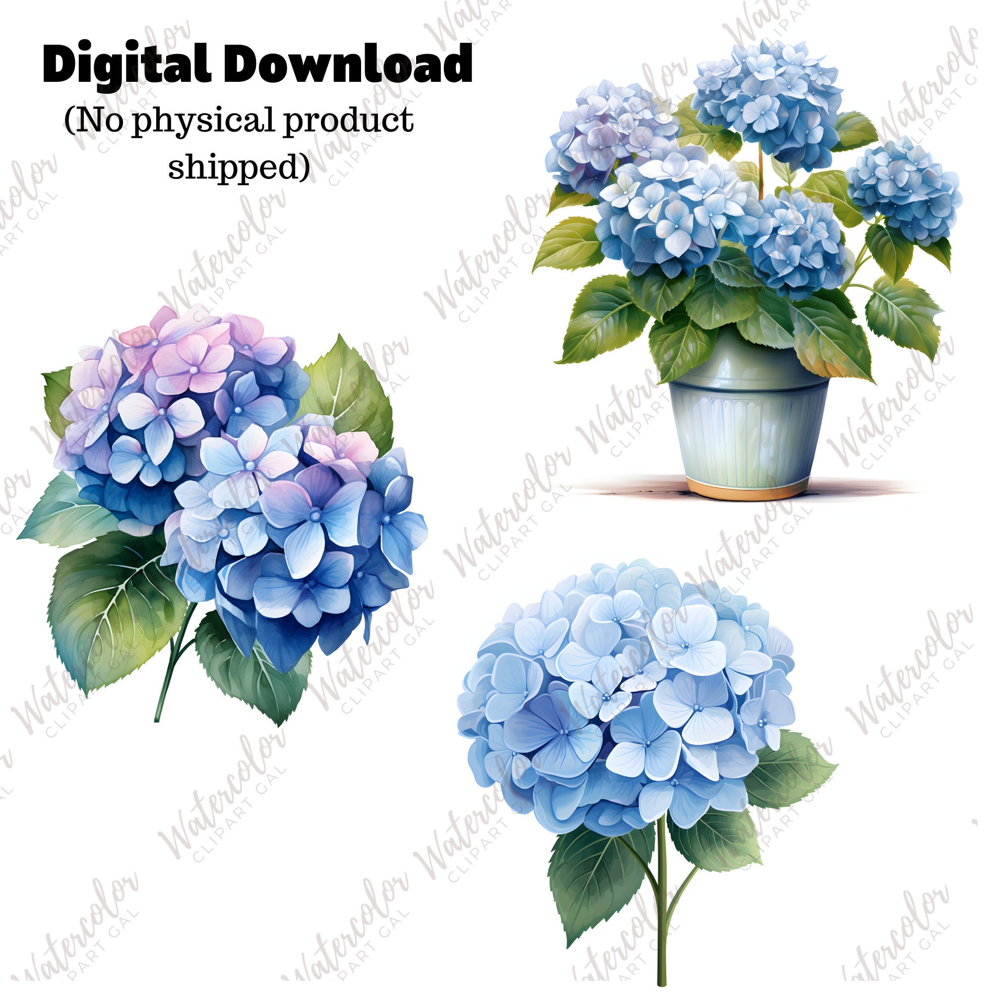 Blue Hydrangea Clipart Watercolor Bundle Hydrangea PNG Floral Clipart ...