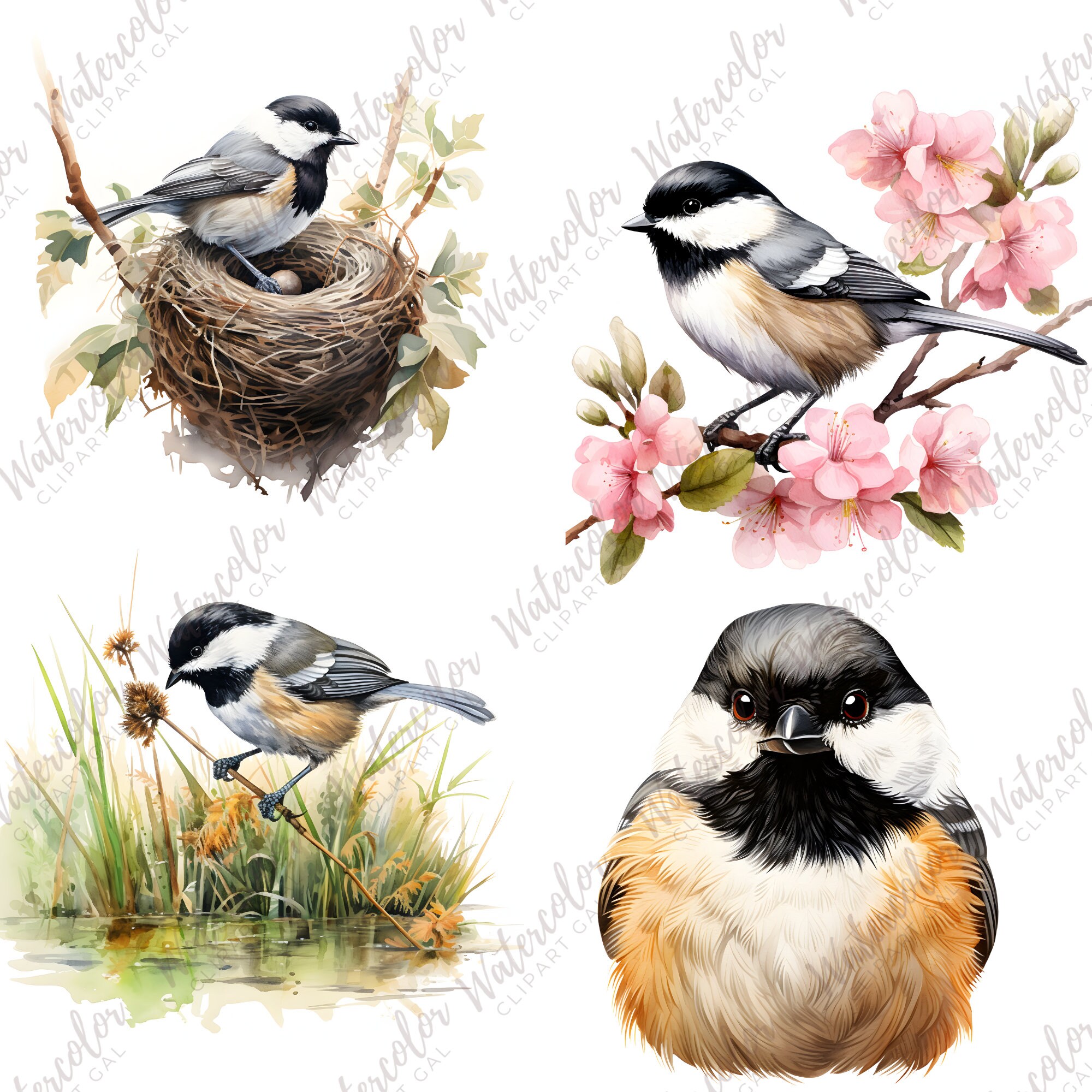 Chickadee Clipart Bundle | Chickadee PNG | Chickadee Watercolor Bird ...