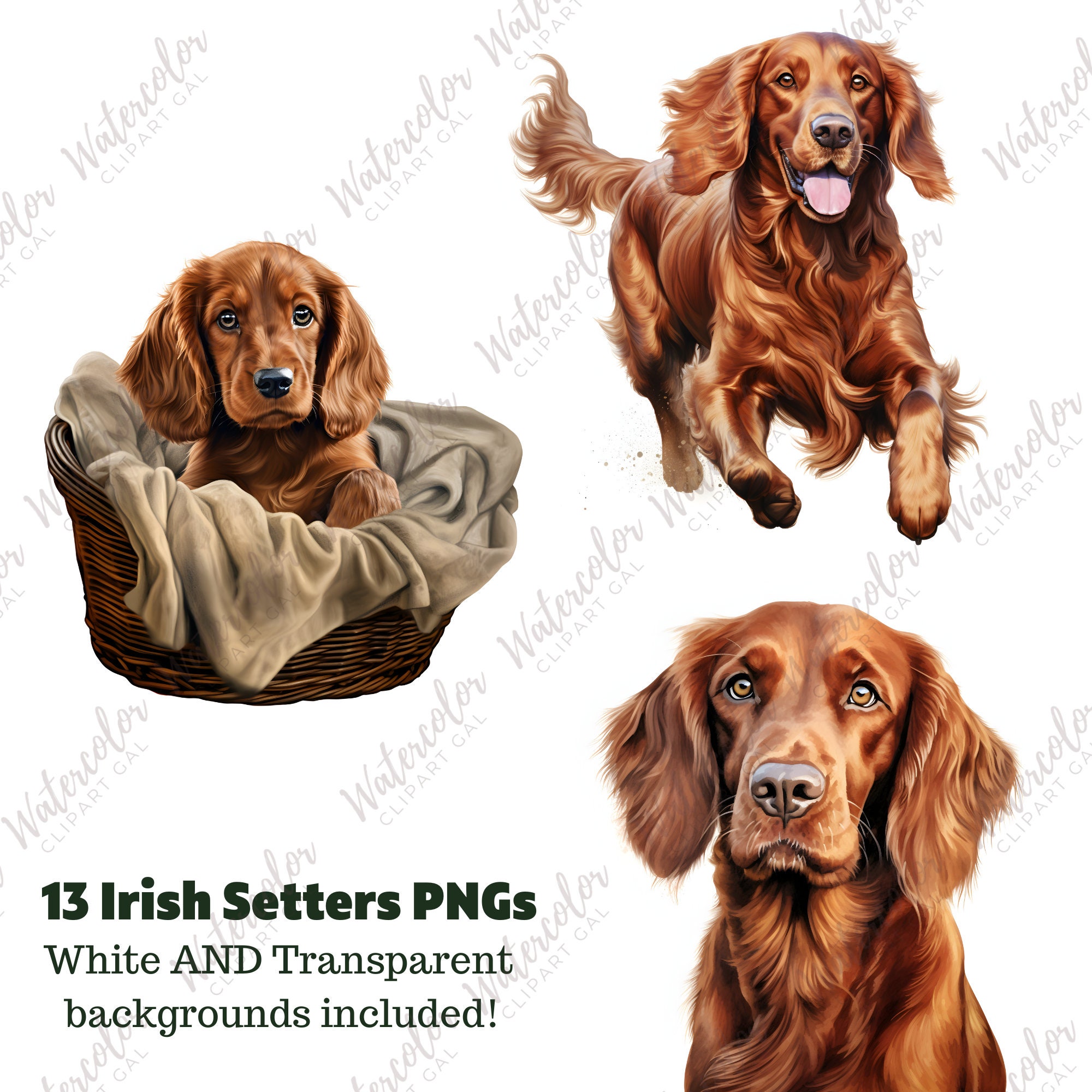 Irish Setter Clipart Watercolor Bundle Dog Portrait Irish Setter Dog ...
