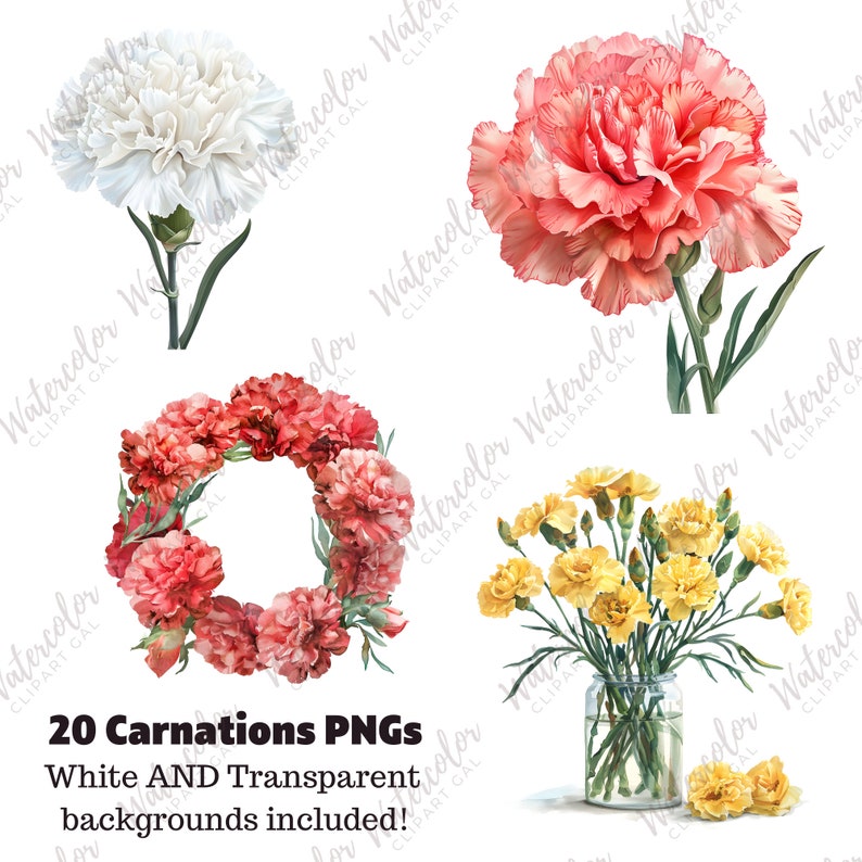 Carnation Clipart Watercolor Bundle | Carnation PNG | Flower Clipart ...