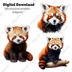 Red Panda Clipart Watercolor Bundle | Red Panda PNG | Cute Animal ...