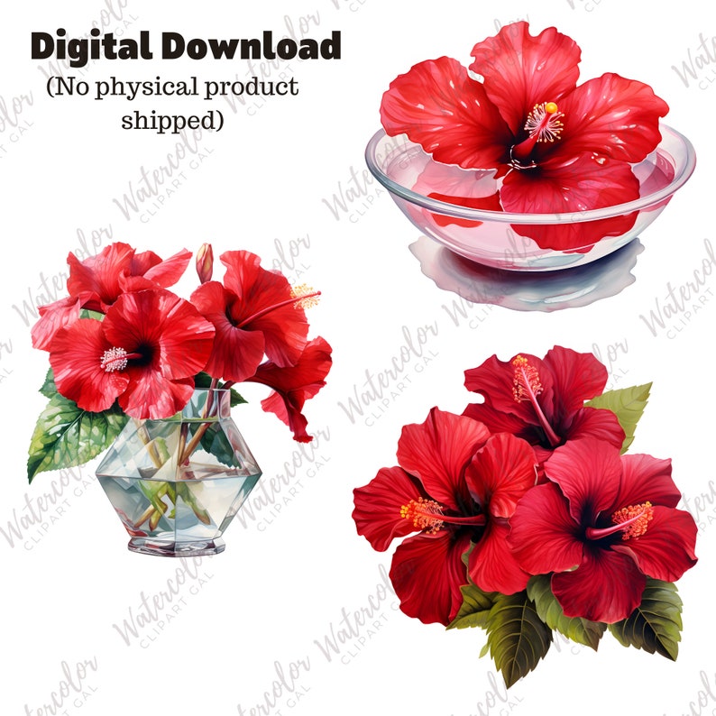 Red Hibiscus Flower Clipart PNG Watercolor Bundle Hibiscus Flower PNG ...