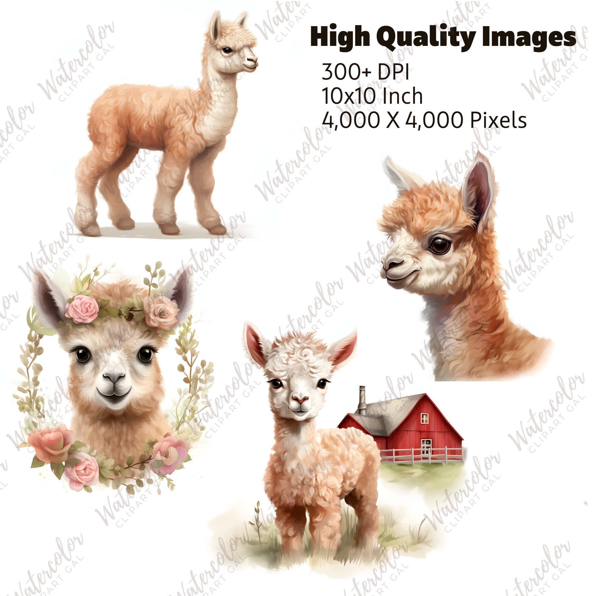 Baby Alpaca Clipart Watercolor Bundle | Baby Llama PNG | Baby Animals ...