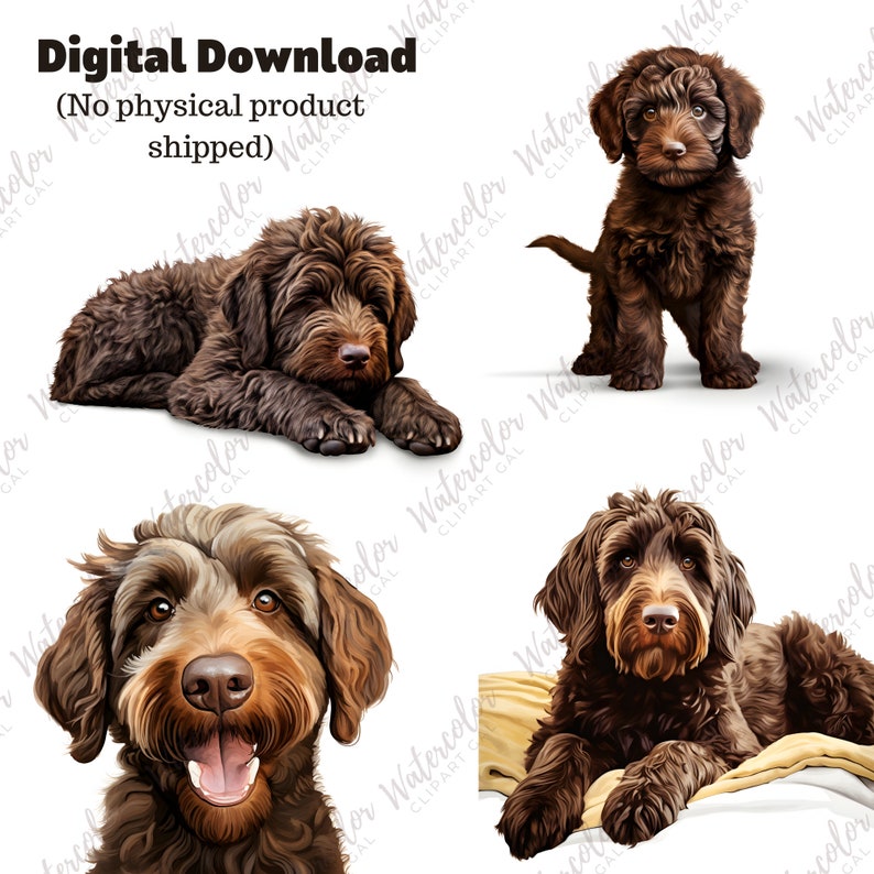 Chocolate Labradoodle Clipart Watercolor Bundle Dog Portrait ...