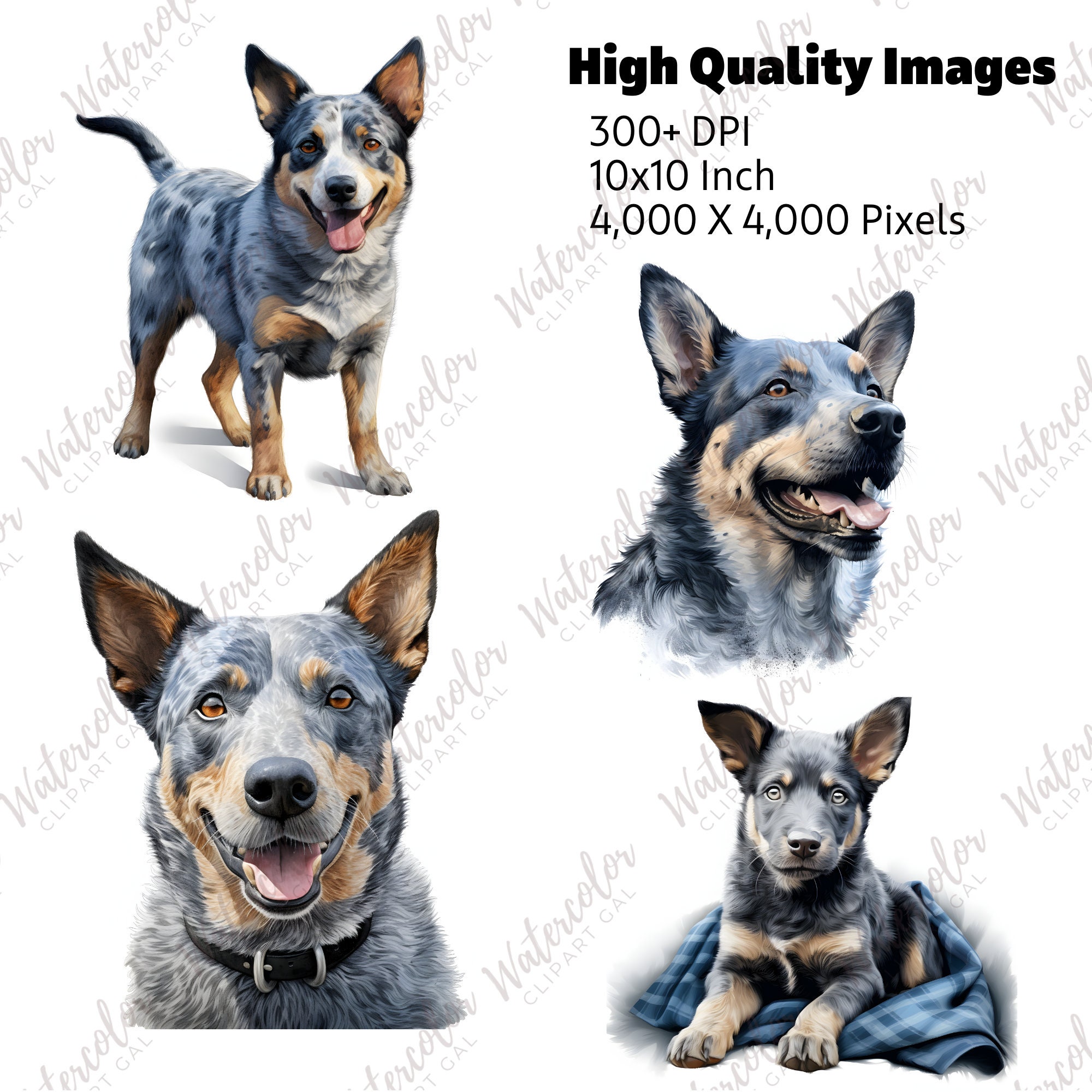 Blue Heeler Clipart Watercolor Bundle | Dog Portrait | Blue Heeler PNG ...