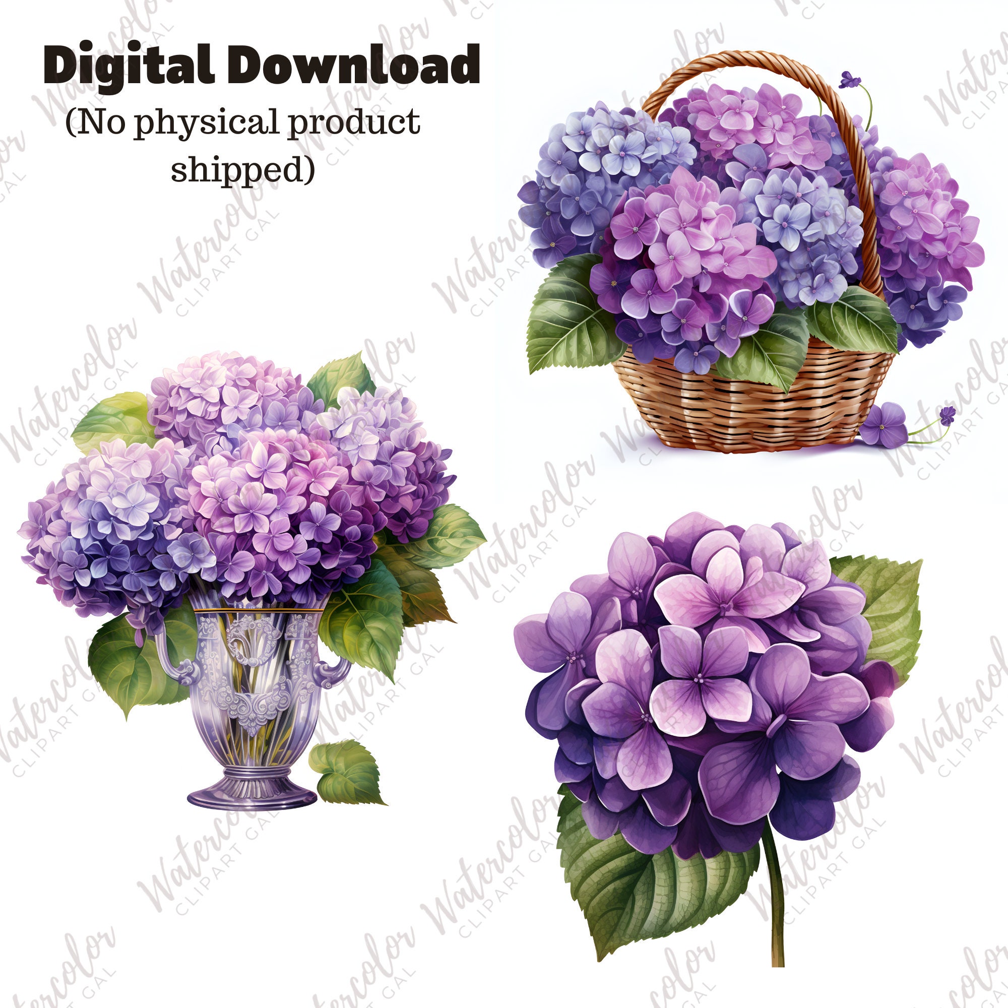 Purple Hydrangea Clipart Watercolor Bundle | Hydrangea PNG | Floral ...