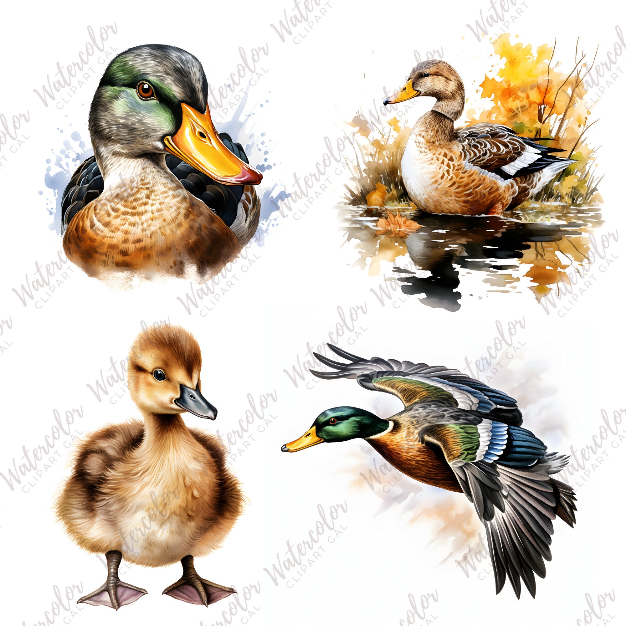 Duck Clipart Watercolor Bundle Mallard Duck PNG Beautiful Bird Art ...