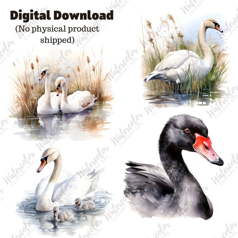 Swan Clipart PNG Bundle | Swan Birthday | Swan Baby Shower | Colorful ...
