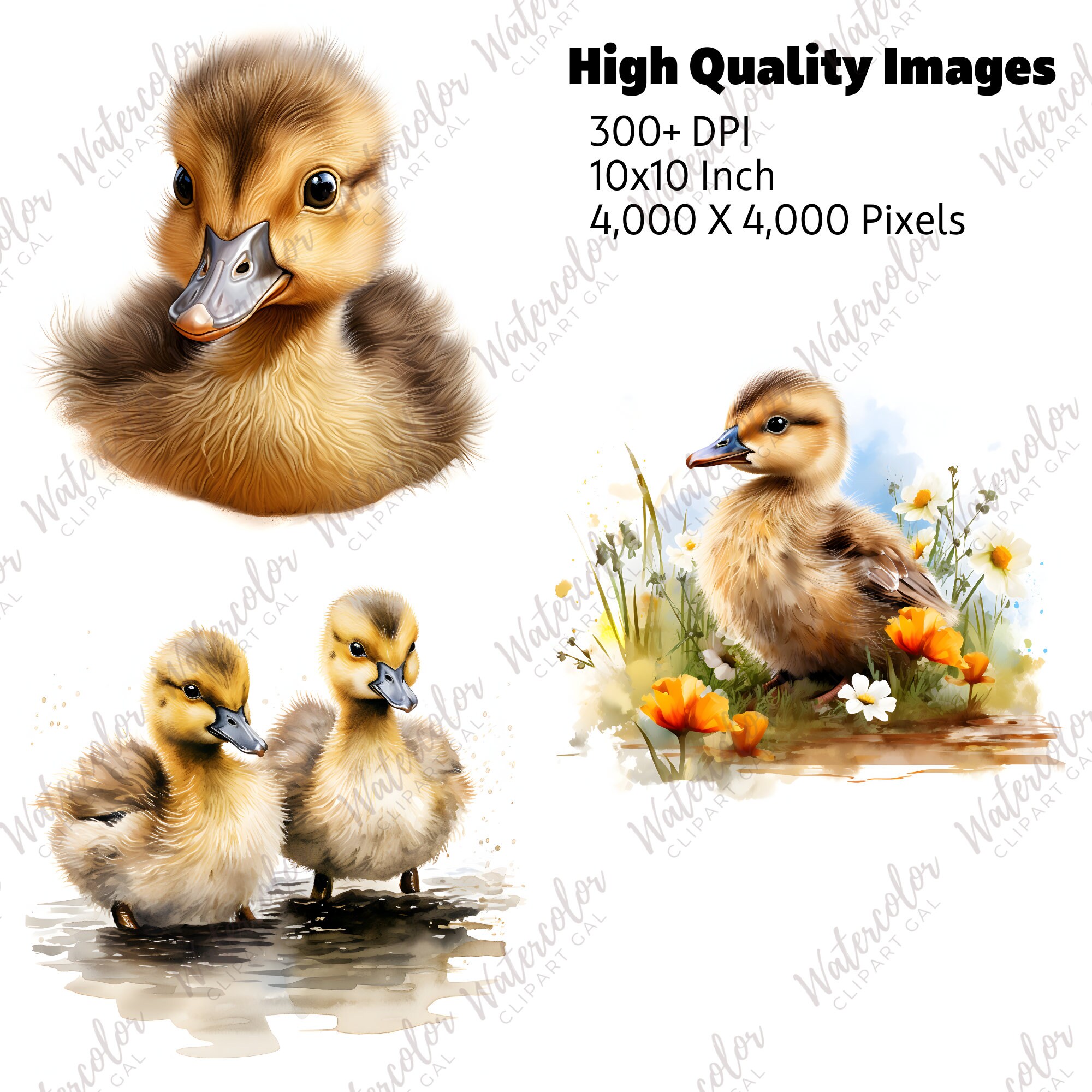 Baby Duckling Clipart PNG Watercolor Bundle | Baby Animals Clipart ...