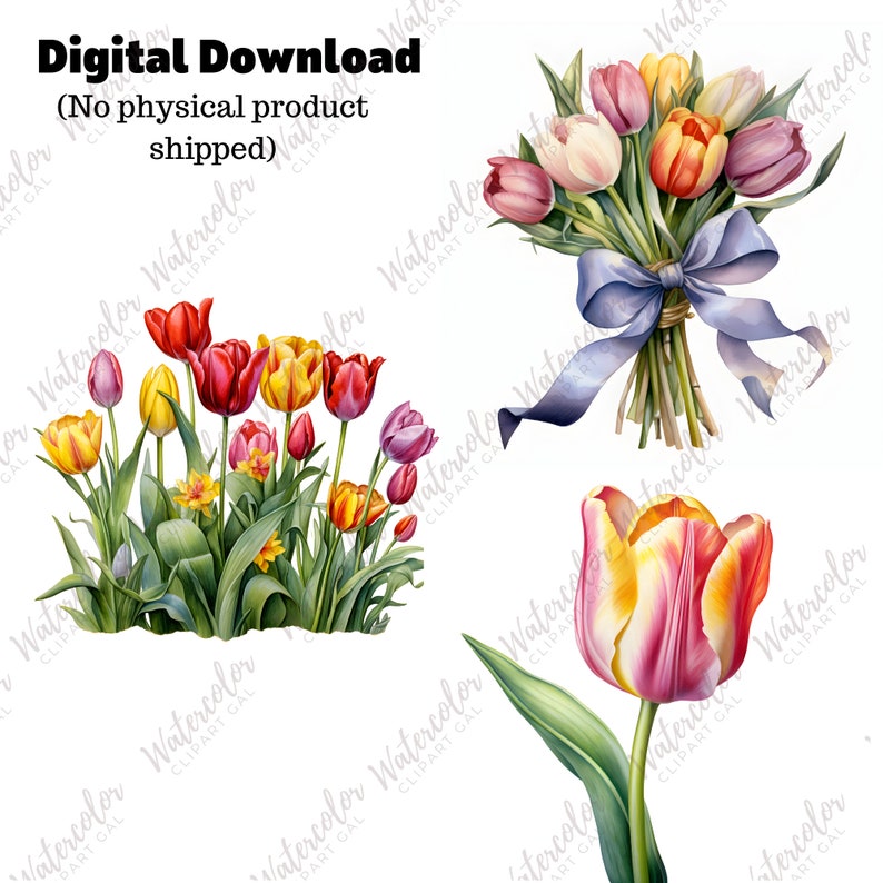 Tulip Clipart PNG Watercolor Bundle | Tulip PNG | Floral Clipart ...