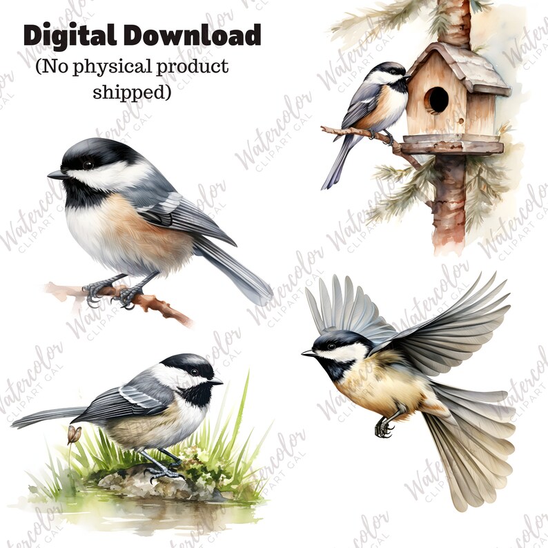 Chickadee Clipart Bundle | Chickadee PNG | Chickadee Watercolor Bird ...