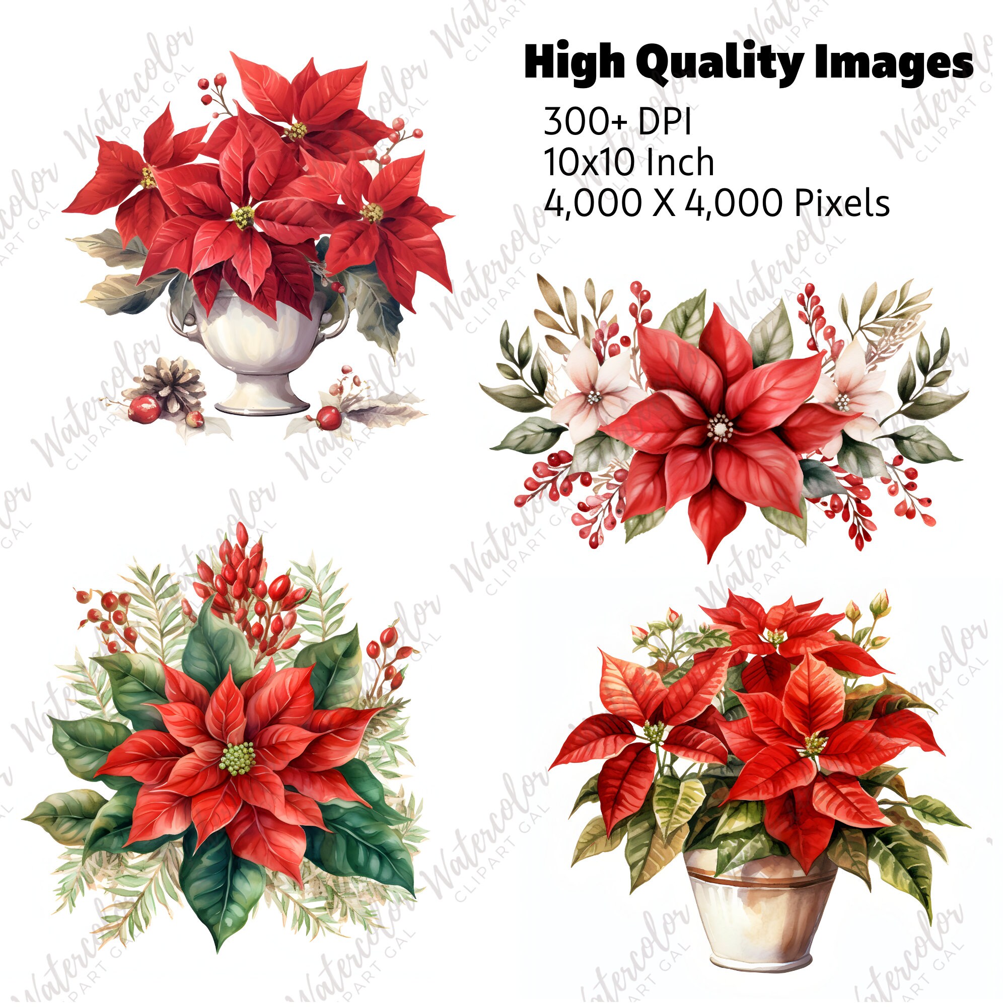 Poinsettia Clipart PNG Watercolor Bundle Christmas Junk - Etsy