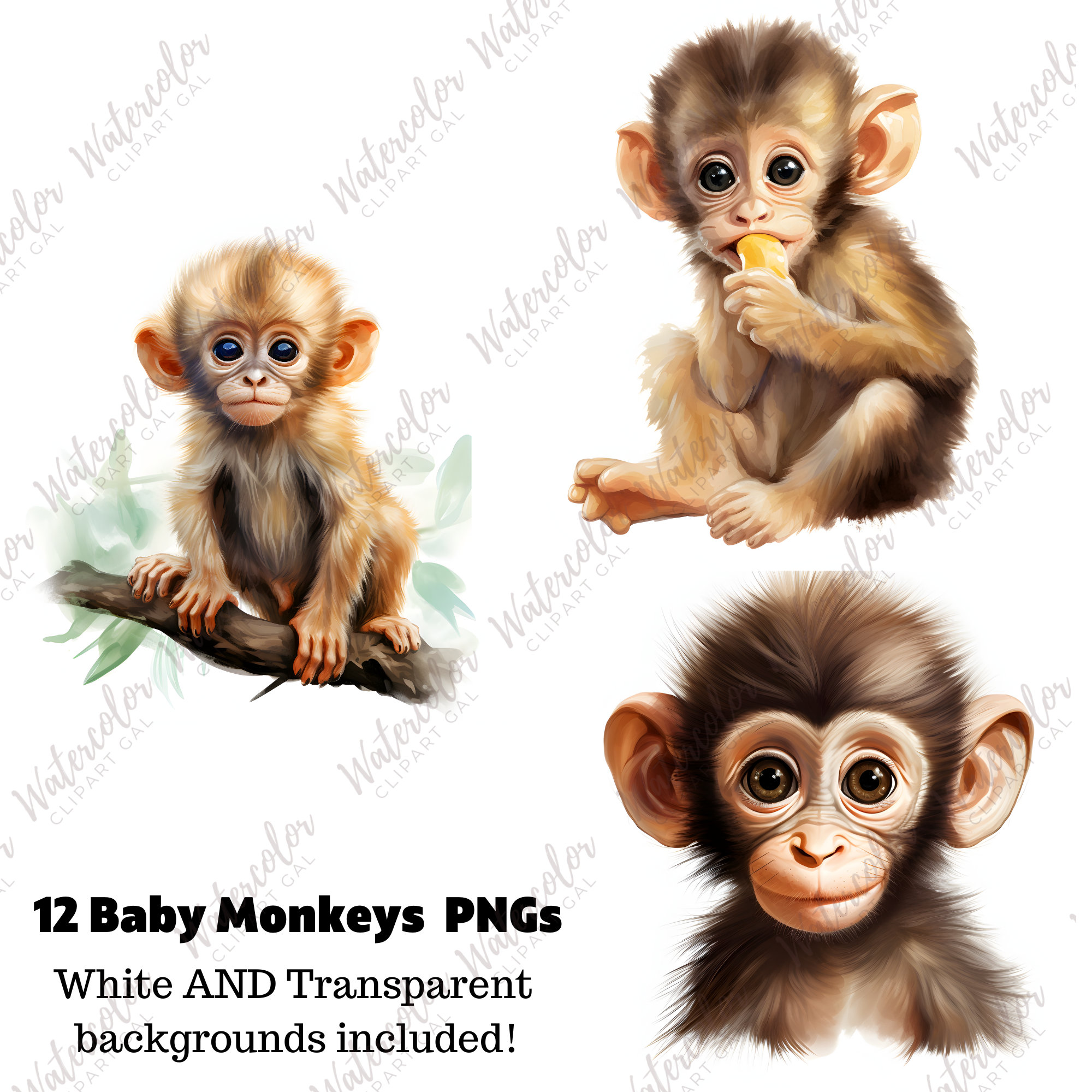 Baby Monkey PNG Clipart Watercolor Bundle Baby Animals Clipart Baby ...
