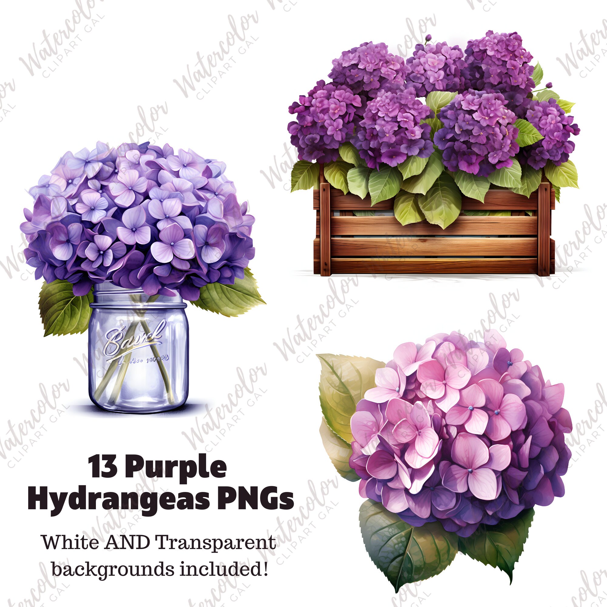 Purple Hydrangea Clipart Watercolor Bundle Hydrangea PNG Floral Clipart ...