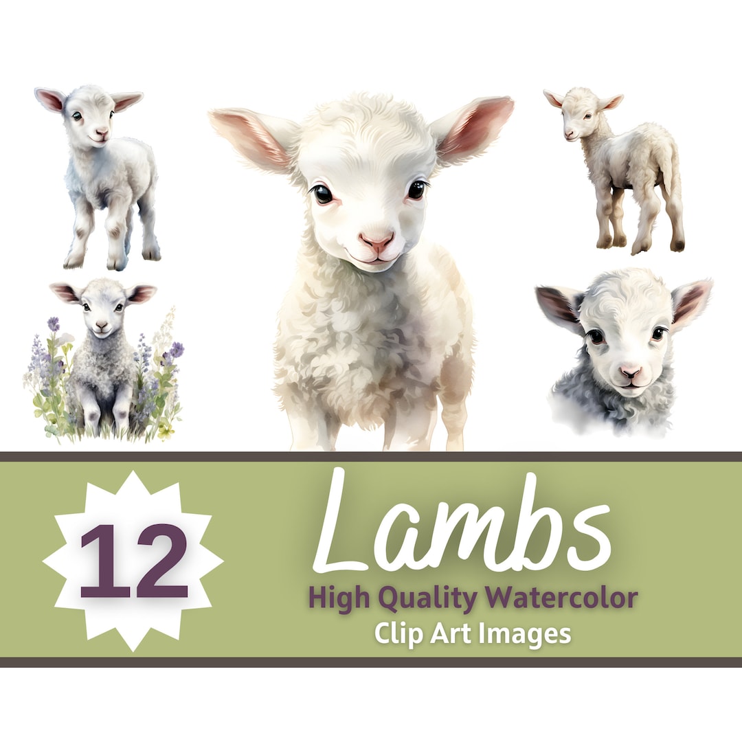 Baby Lamb PNG Clipart Watercolor Bundle | Baby Animals Clipart | Baby ...