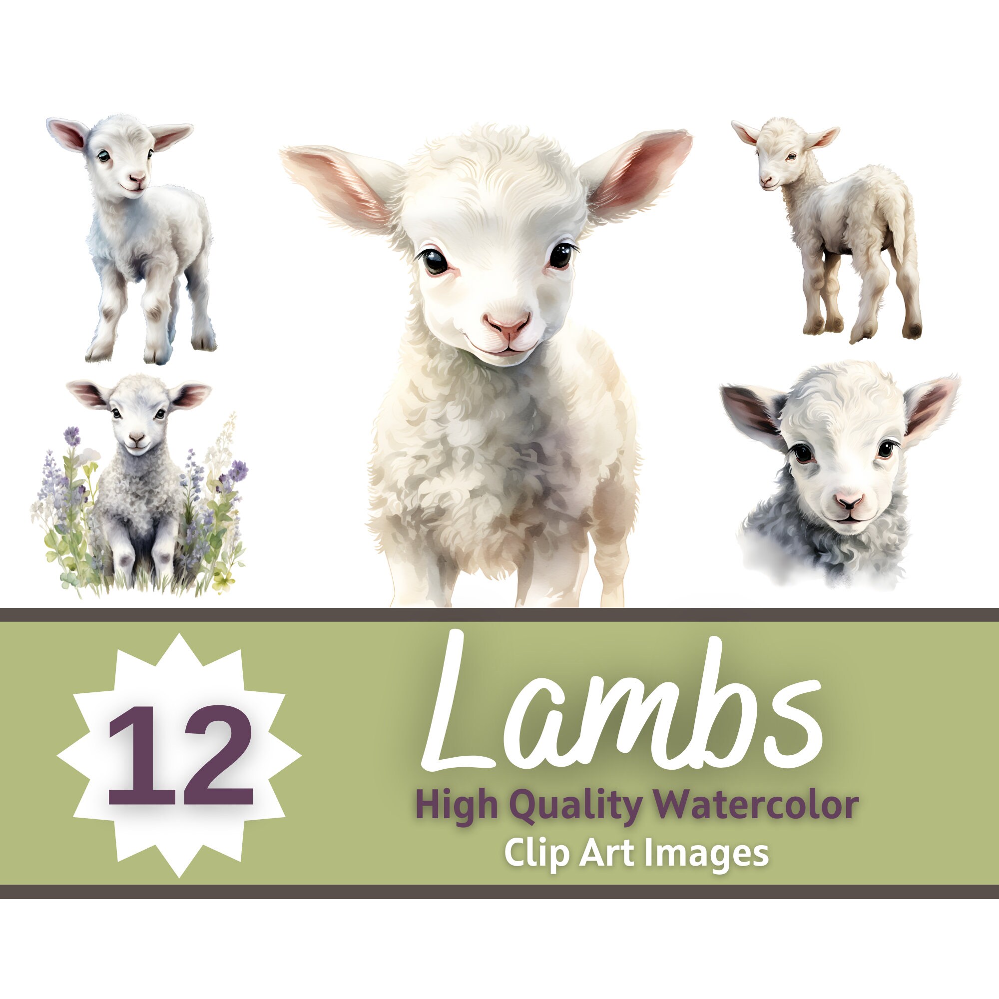 Baby Lamb PNG Clipart Watercolor Bundle Baby Animals Clipart Baby ...