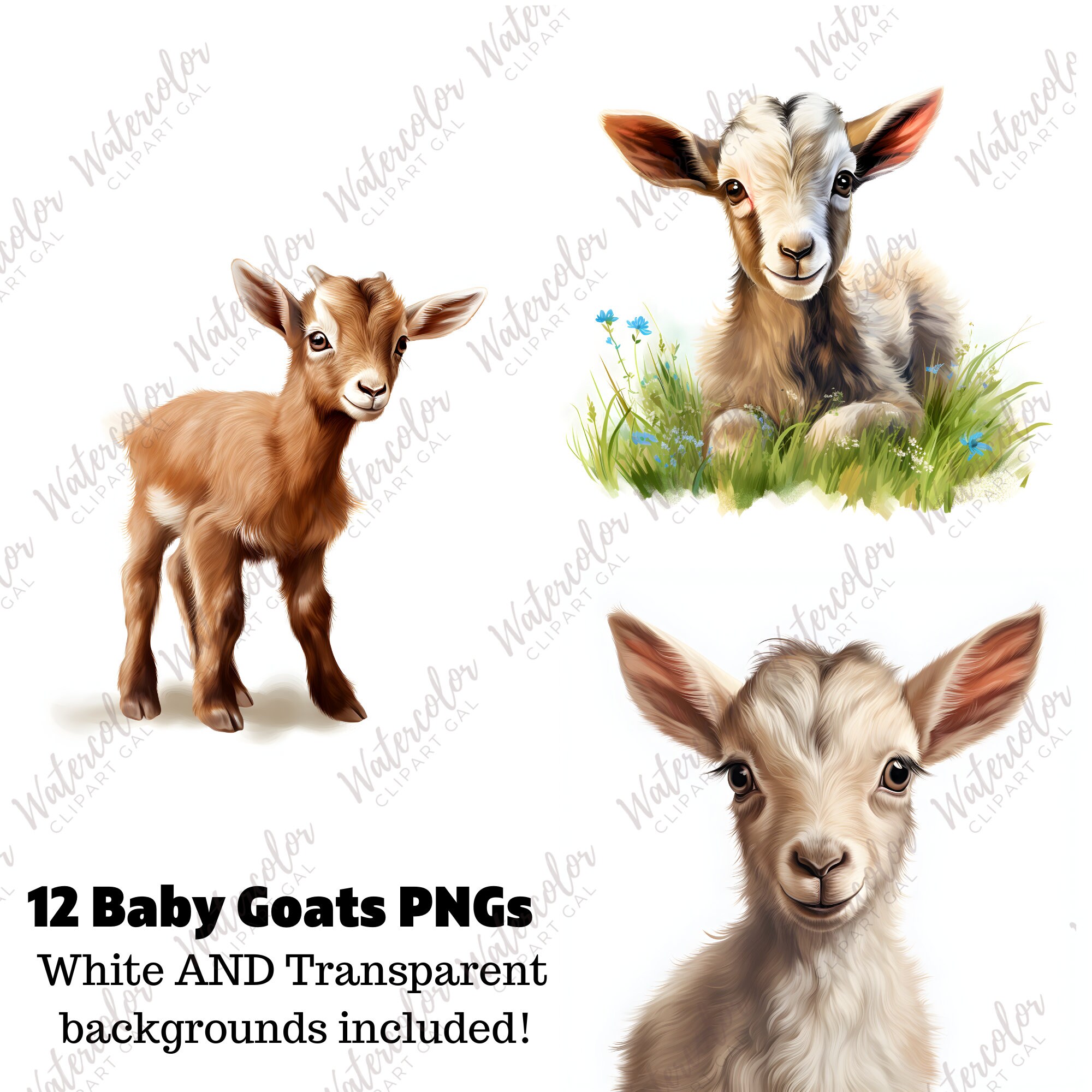 Baby Goat PNG Clipart Watercolor Bundle Baby Animals Clipart Baby ...